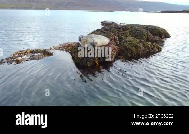 Protected marine habitat Stock Videos & Footage - HD and 4K Video Clips ...