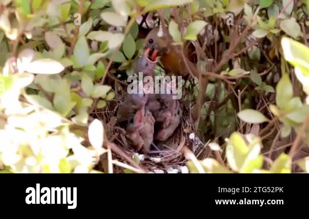Female northern red cardinal Stock Videos & Footage - HD and 4K Video ...