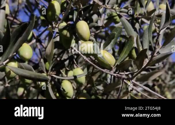Olive trees plantation field. Process of picking ripe olives harvest ...