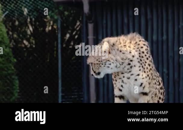 Cheetah movement in the park. Wild cat. The cheetah is a carnivorous ...