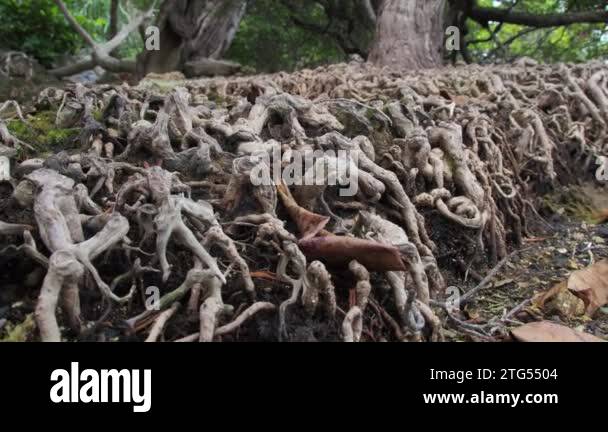 Roots of trees in a mangrove forest area in Thailand. Strange and rare ...