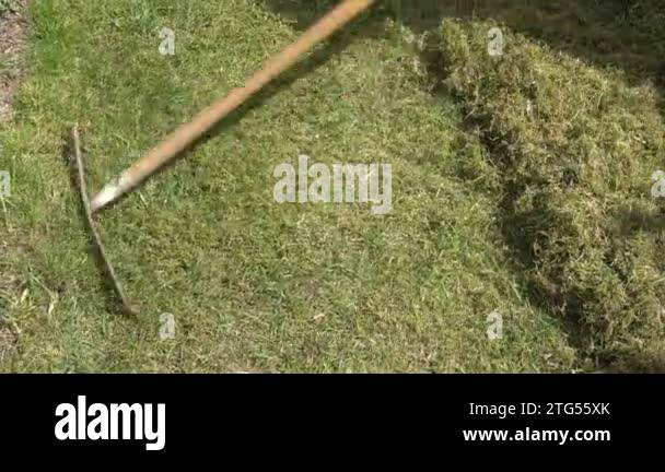 A gardener rakes grass and moss with an old rake from a lawn - garden ...