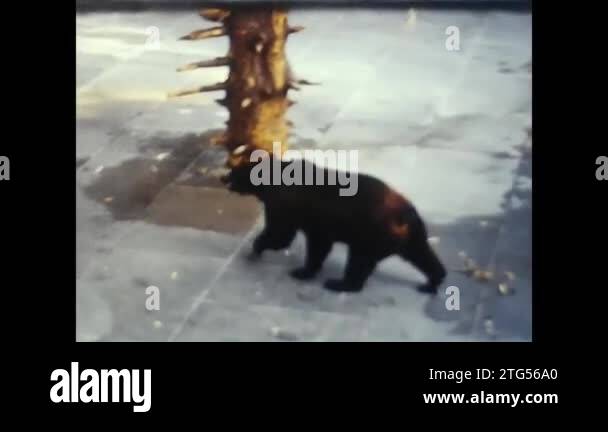 Bern, switzerland may 1960: brown bear turning inside a structure in ...