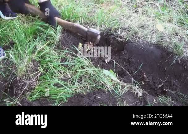 The roots of the tree are chopped off with an ax. Removing the remains ...