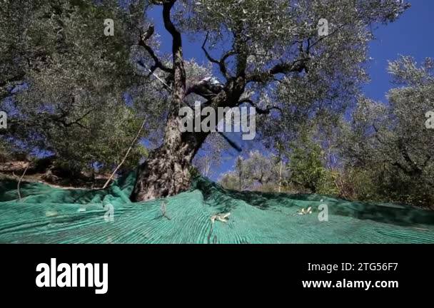Olive trees plantation field. Process of picking ripe olives harvest ...