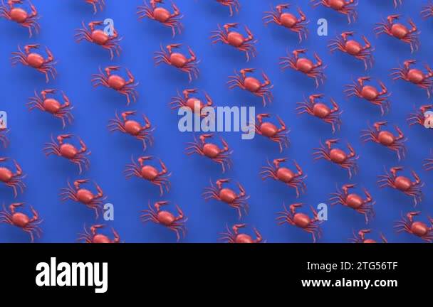 Ocean boiled delicious tasty steamed red crabs seamless looping ...