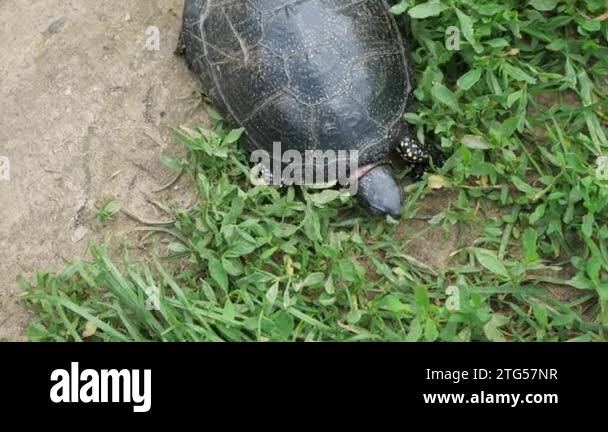 Reptile movement Stock Videos & Footage - HD and 4K Video Clips - Alamy