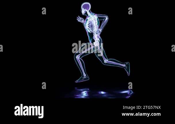 skeleton system of running man, bone Anatomy while run, human physical ...