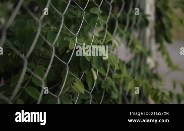 Mesh fence tree green Stock Videos & Footage - HD and 4K Video Clips ...