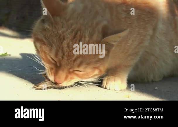 Insect pet cat Stock Videos & Footage - HD and 4K Video Clips - Alamy