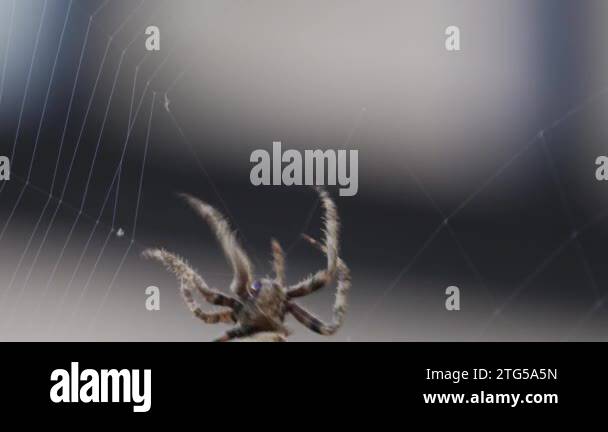 Spider spinning web Stock Videos & Footage - HD and 4K Video Clips - Alamy
