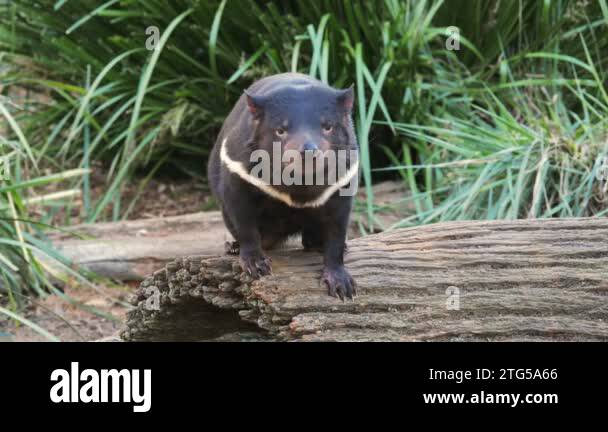 Sniffing at a log Stock Videos & Footage - HD and 4K Video Clips - Alamy