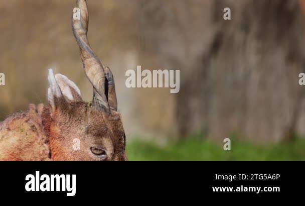 A panning of a markhor head. A large Capra species native to Central ...