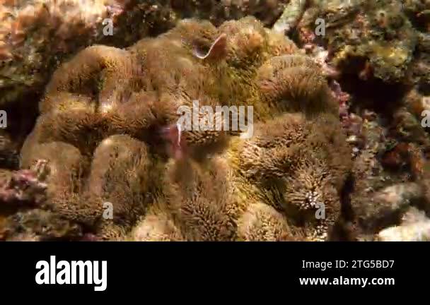 Cute anemone fish playing on the coral reef. Beautiful color clownfish ...