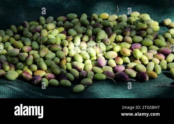Olive trees plantation field. Process of picking ripe olives harvest ...