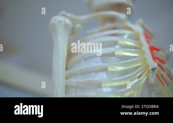 Anatomical medical three-dimensional model of the human skeleton for ...