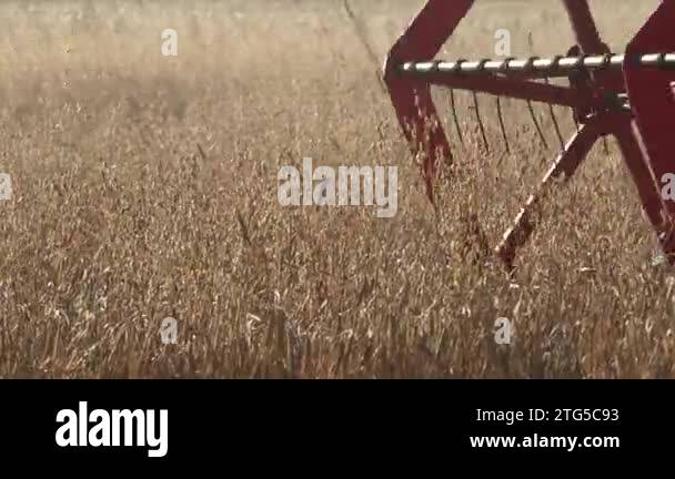 Threshing oats Stock Videos & Footage - HD and 4K Video Clips - Alamy