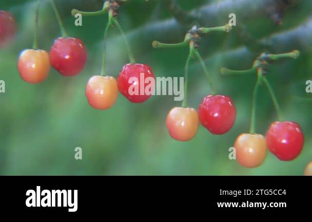 Formosan cherry Stock Videos & Footage - HD and 4K Video Clips - Alamy