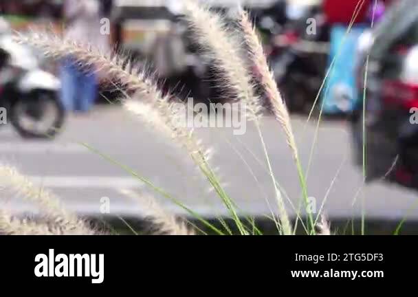 Pampass Grass Also Called Alang Alang Bunga Kemoceng In The Garden