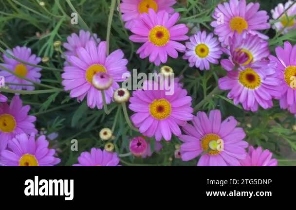 Argyranthemum frutescens, known as Paris daisy, marguerite or ...