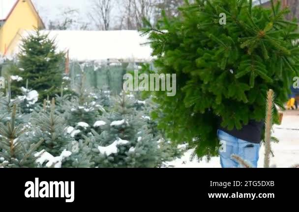 Christmas tree.man carries a live green spruce at the Christmas market ...