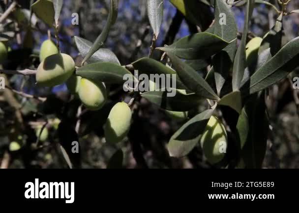Olive trees plantation field. Process of picking ripe olives harvest ...