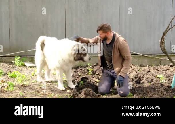 Beautiful alabai central asian shepherd Stock Videos & Footage - HD and ...