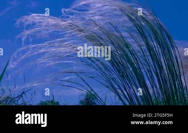 Stipa lessingiana Stock Videos & Footage - HD and 4K Video Clips - Alamy