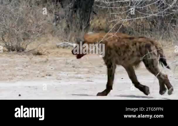 Close up of Running hyena in Etosha, Namibia. Wild safari in Africa ...