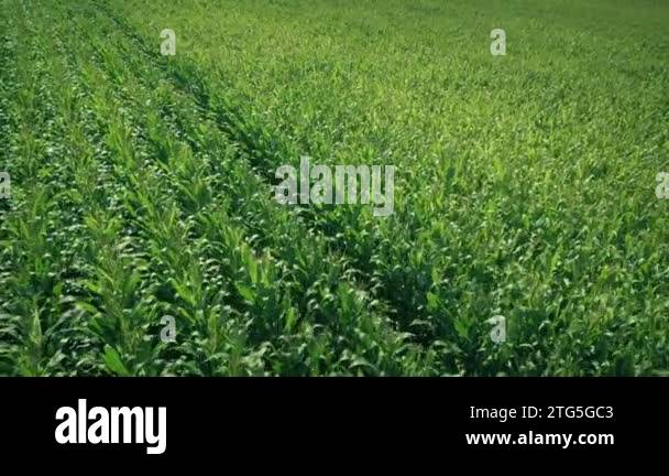 Path in maize Stock Videos & Footage - HD and 4K Video Clips - Alamy