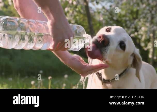 Dog drinking water from plastic bottle. Pet owner takes care of his ...