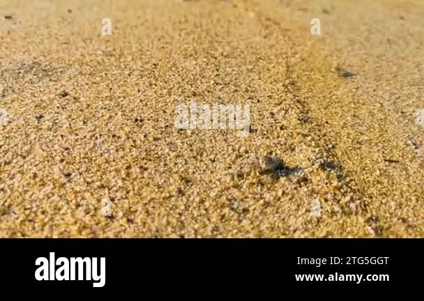 Tiny sand crab beach crab run and dig around on the beach sand in ...
