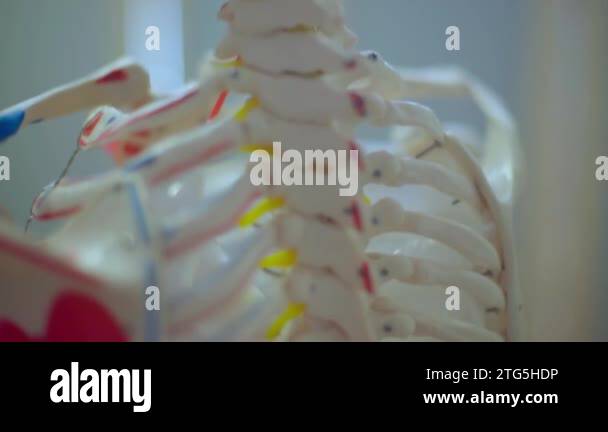 Anatomical medical three-dimensional model of the human skeleton for ...