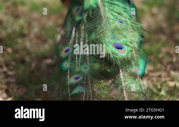 Beautiful tail Stock Videos & Footage - HD and 4K Video Clips - Alamy