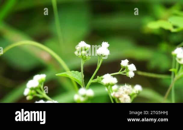 Macro shot Bandotan (Ageratum conyzoides) is a type of agricultural ...