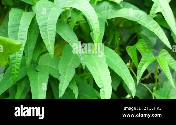 Kara wedhus Stock Videos & Footage - HD and 4K Video Clips - Alamy