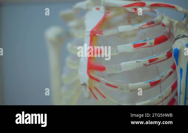 Anatomical medical three-dimensional model of the human skeleton for ...