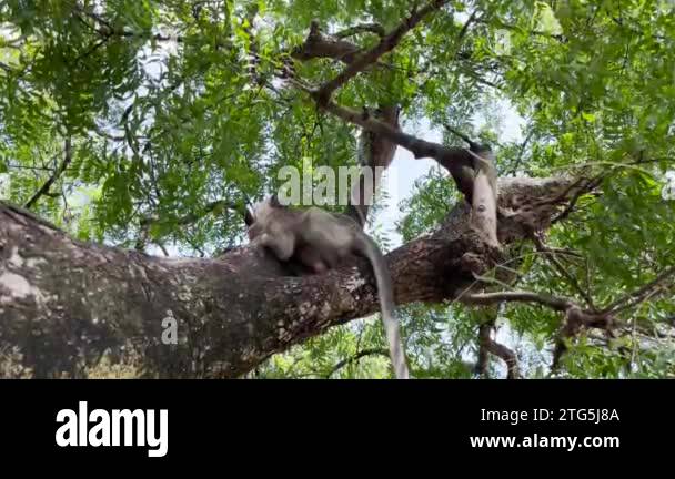The monkey is cool in the tree. Monkeys relax enjoying the atmosphere ...