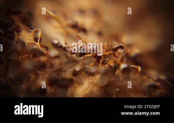 Ant War between two colonies of ants. Battle of ants, Crowds, Army ...