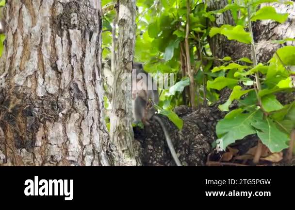 The monkey is cool in the tree. Monkeys relax enjoying the atmosphere ...