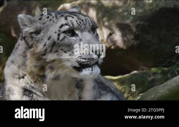 Snow leopard endangered Stock Videos & Footage - HD and 4K Video Clips ...