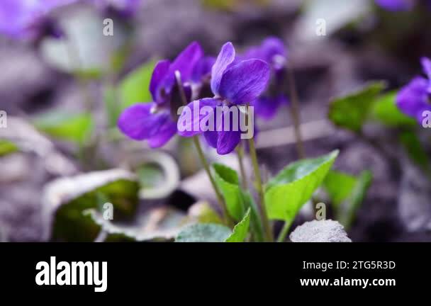 Viola riviniana, Common Dog Violet, Violaceae. Video about wild plants ...