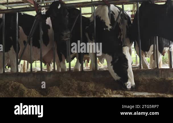 Healthy and good quality well bred milk cows, cattle farms in hay and feed cattle grazing ...