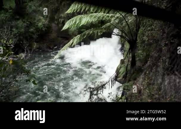 Trees middle east forest Stock Videos & Footage - HD and 4K Video Clips ...