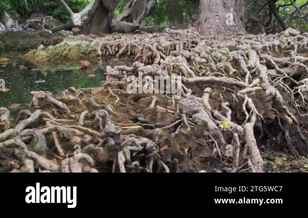 Roots of trees in a mangrove forest area in Thailand. Strange and rare ...
