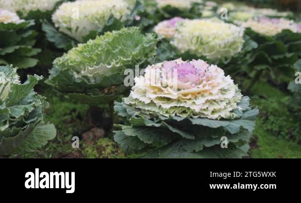 Plant of ornamental cabbage field with green leaves, Ornamental cabbage ...