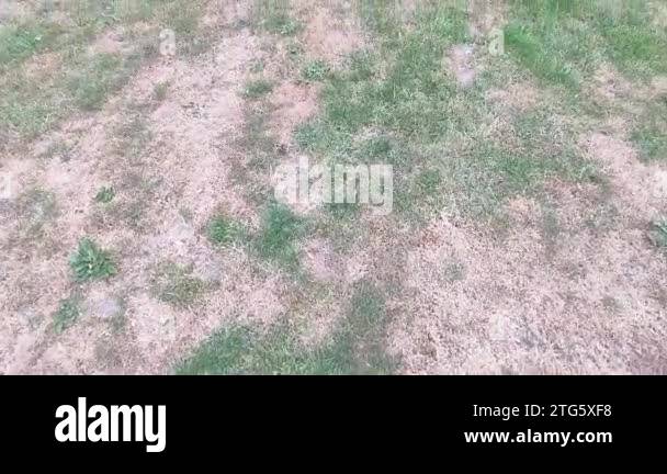 Green lawn with dead spot. disease cause amount of damage to green ...