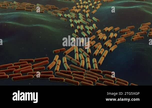 Bacterial division Stock Videos & Footage - HD and 4K Video Clips - Alamy