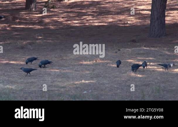 Black Crows Eating Plant Seeds at Tree Roots in the Forest Footage ...