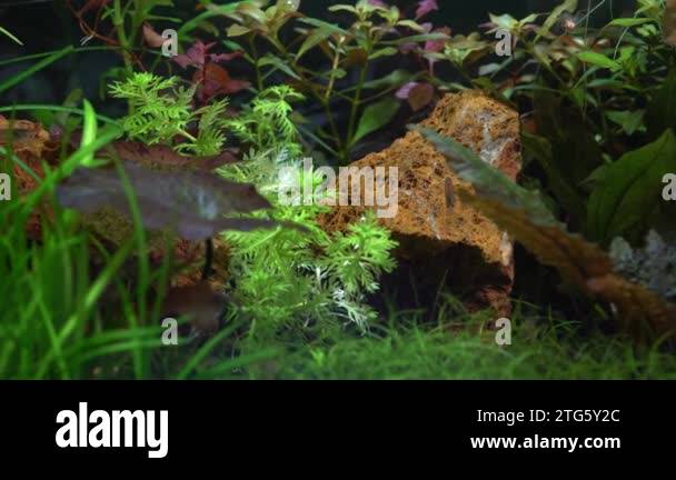 Dwarf tiger shrimp Stock Videos & Footage - HD and 4K Video Clips - Alamy